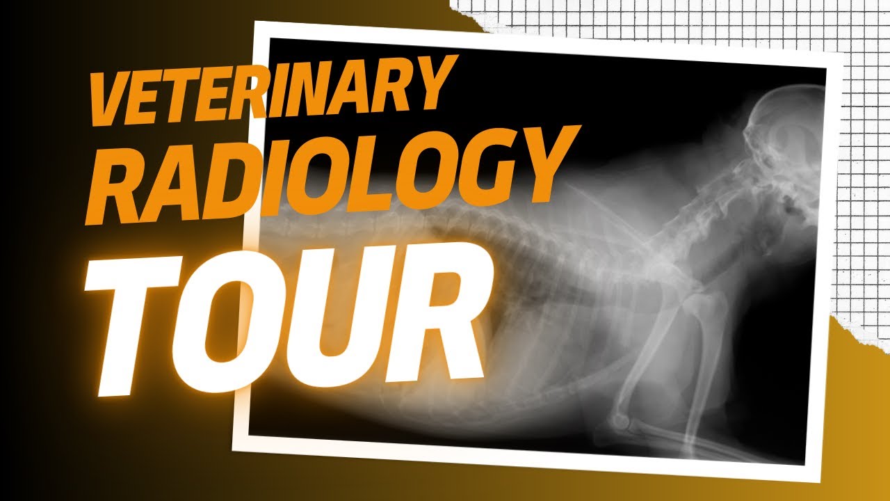 Inside a Veterinary Radiology Room: How Vets Use X-Rays to Save Lives ...