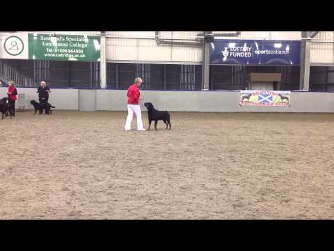 ROTTWEILER CH. JACRAILA MR. INCREDIBLE In PARADE OF CHAMPIONS