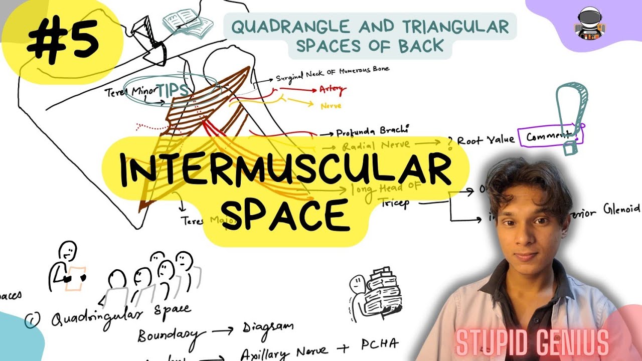 Intermuscular Space | Anatomy Upper limb lecture 05 | Stupid Genius ...