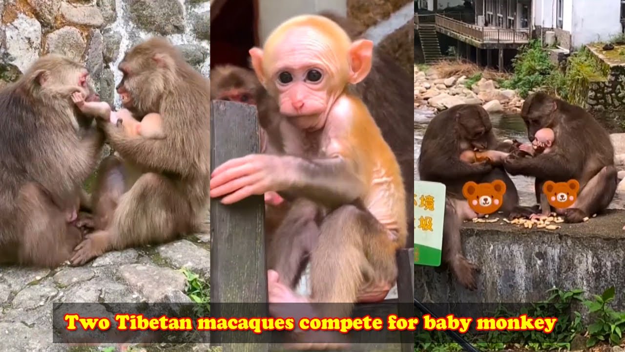 Two Tibetan macaques compete for baby monkeys Baby monkey with alien ...