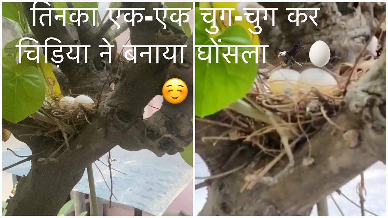 Nature’s gift 🦅🥚🧺 || dream fullfilled 💕😇|| bird ne banaya ghosla ...