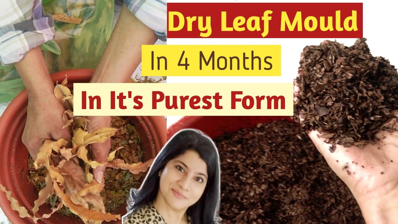 How To Make Leaf Mould At Home/Dry Leaf Compost/Leaf Mould/सुखी पतियों ...
