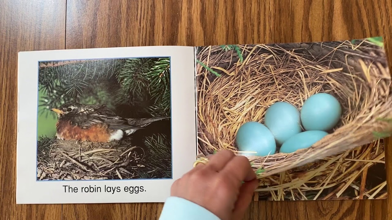 From Egg to Robin read aloud - YouTube