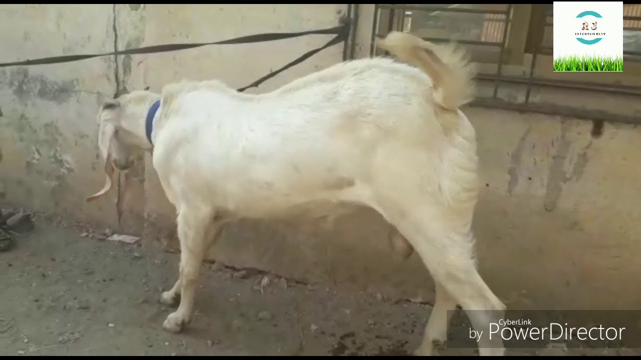 Hyderabadi bakra for sale. - YouTube