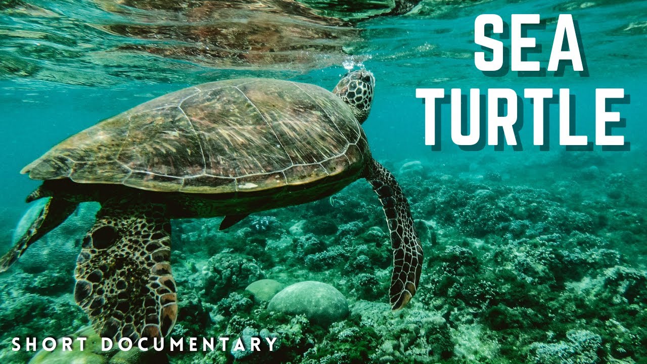 Amazing Sea Turtle Life I Short Documentary #NatureattheBest - YouTube