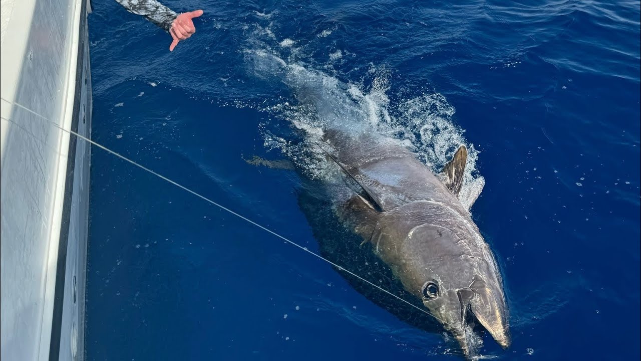 GIANT 500lb + 600lb Bluefin Tuna Fishing - Tenerife #tunafishing # ...