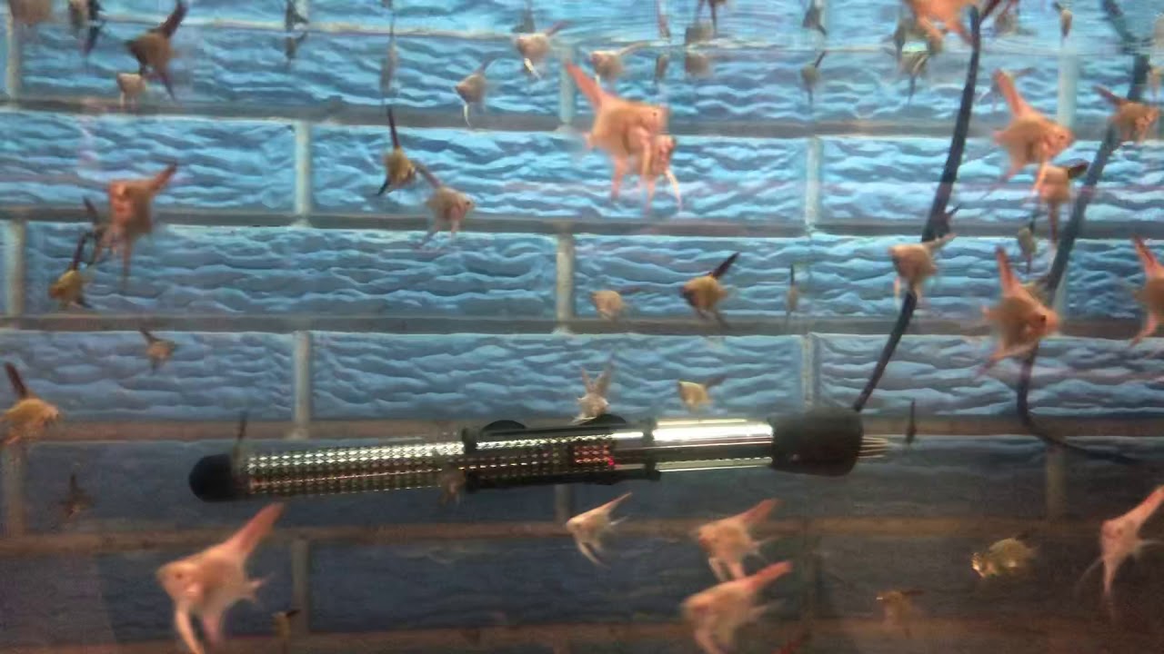 UPDATE VIDEO: BSP Angelfish at 7 weeks - YouTube