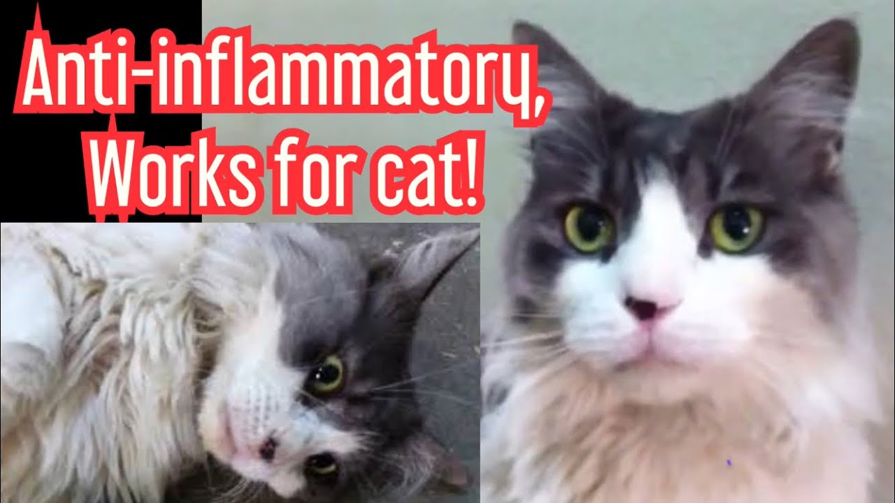 HOW TO TREAT AN INJURED CAT | USING ANTI-INFLAMMATORY | PETS AND ...