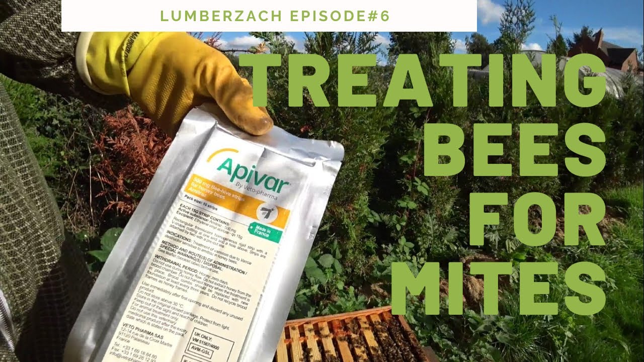 LumberZach helps to treat the bees with Apivar varroa mite strips ...