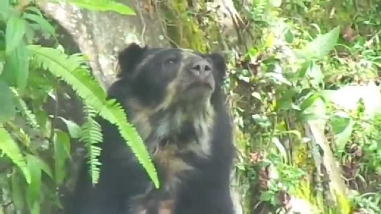 Oso Frontino- Merida - YouTube