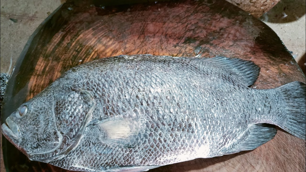 Black snapper fish cutting skills #subscribe #like #share # ...