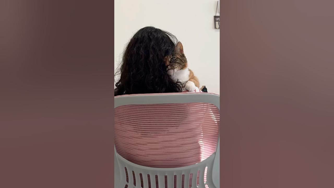 Affectionate cat wants cuddles - YouTube