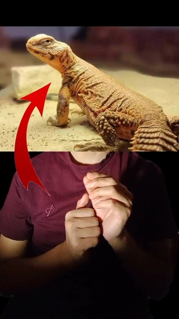 সান্ডা কেন এত বেশি ভাইরাল Sanda Saudi Arab trending topic Sajib story ...