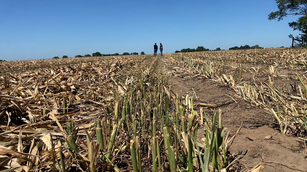 Kearney area farmer cuts milo crop for cattle feed | 2022 Fridays in ...