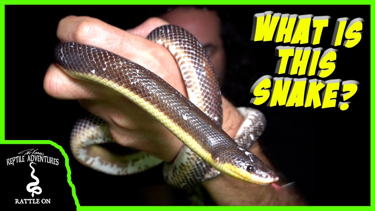 FINDING THE STRANGEST SNAKE IN GUATEMALA! - YouTube