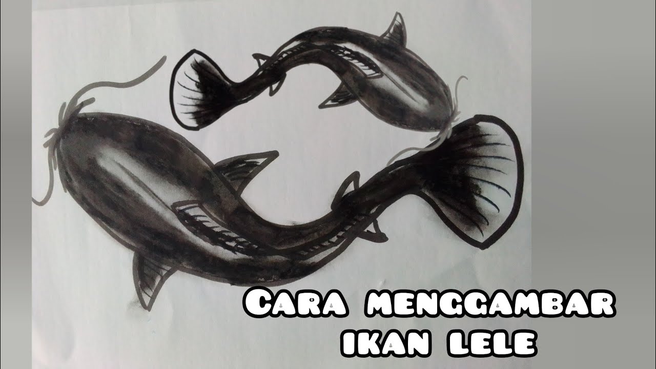 CARA MENGGAMBAR IKAN LELE. HOW TO DRAWING A CAT FISH - YouTube