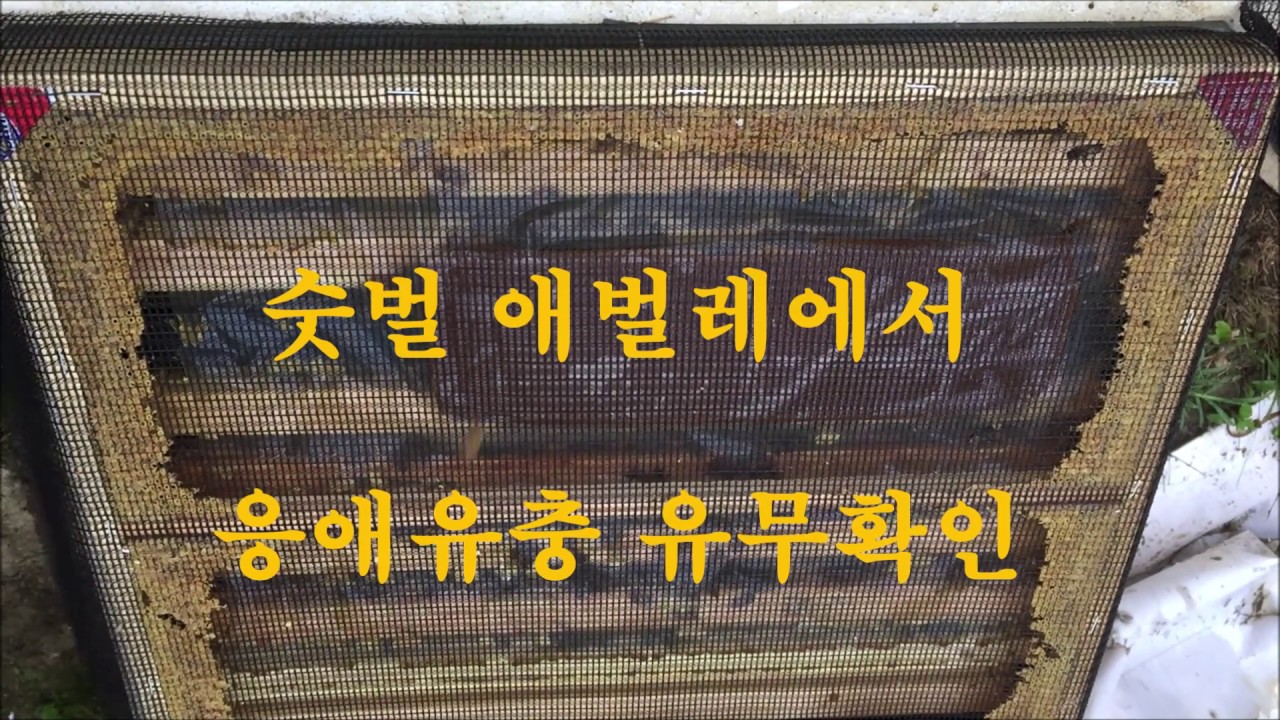 숫벌애벌레에서 응애유충 유무확인 Youtube