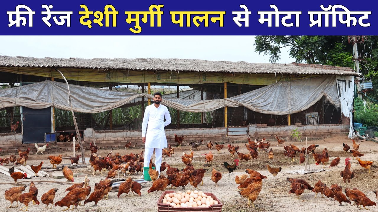 Free Range Desi Murgi Palan गांव में घर बैठे कमाई का एक अच्छा विकल्प ...