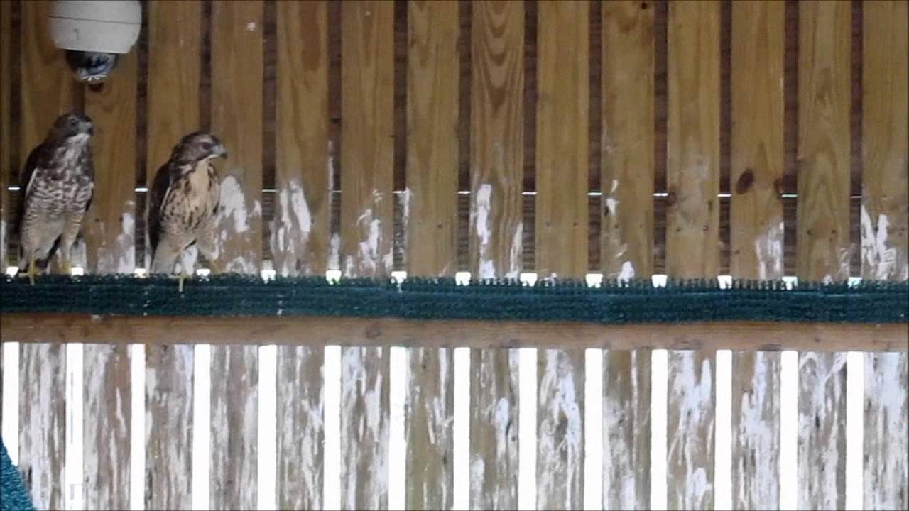 Baby Red-Tailed Hawks Learn to Fly - YouTube