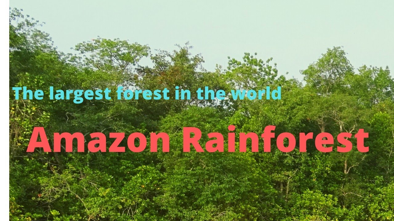 The Amazon Rainforest -South America|Rainforest|Amazon |Largest Forest ...