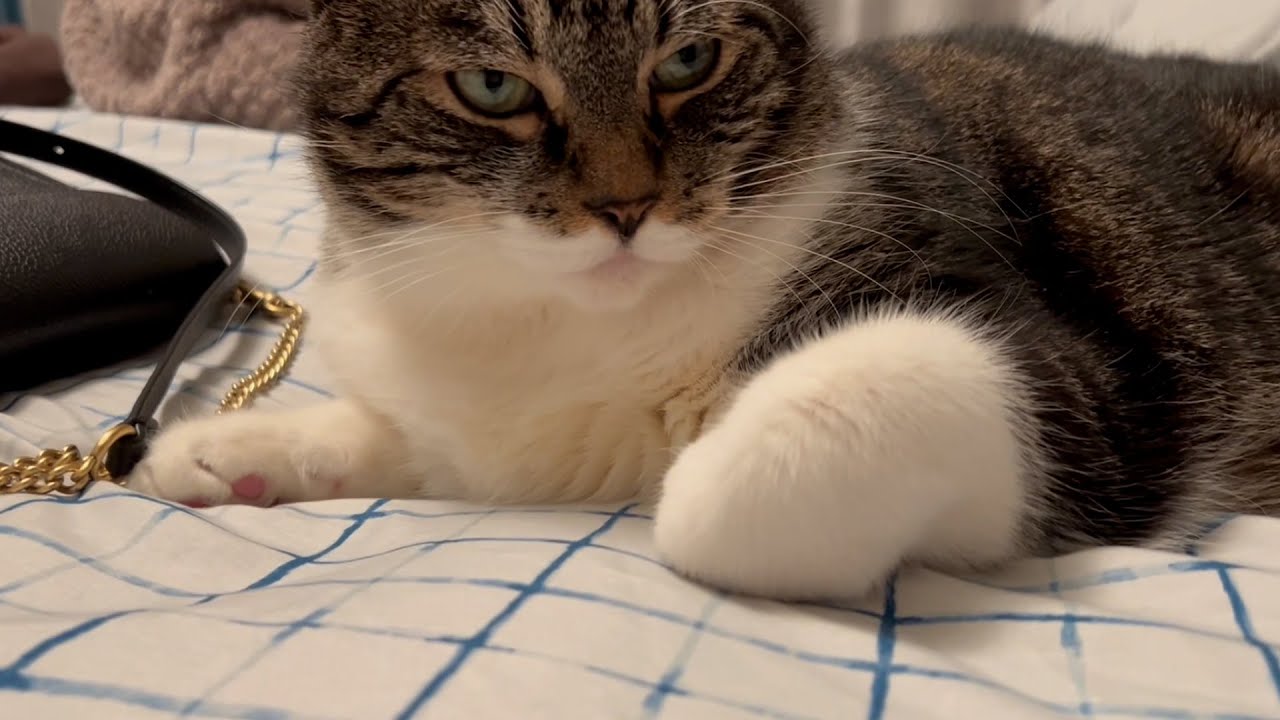 A very demure cat - YouTube