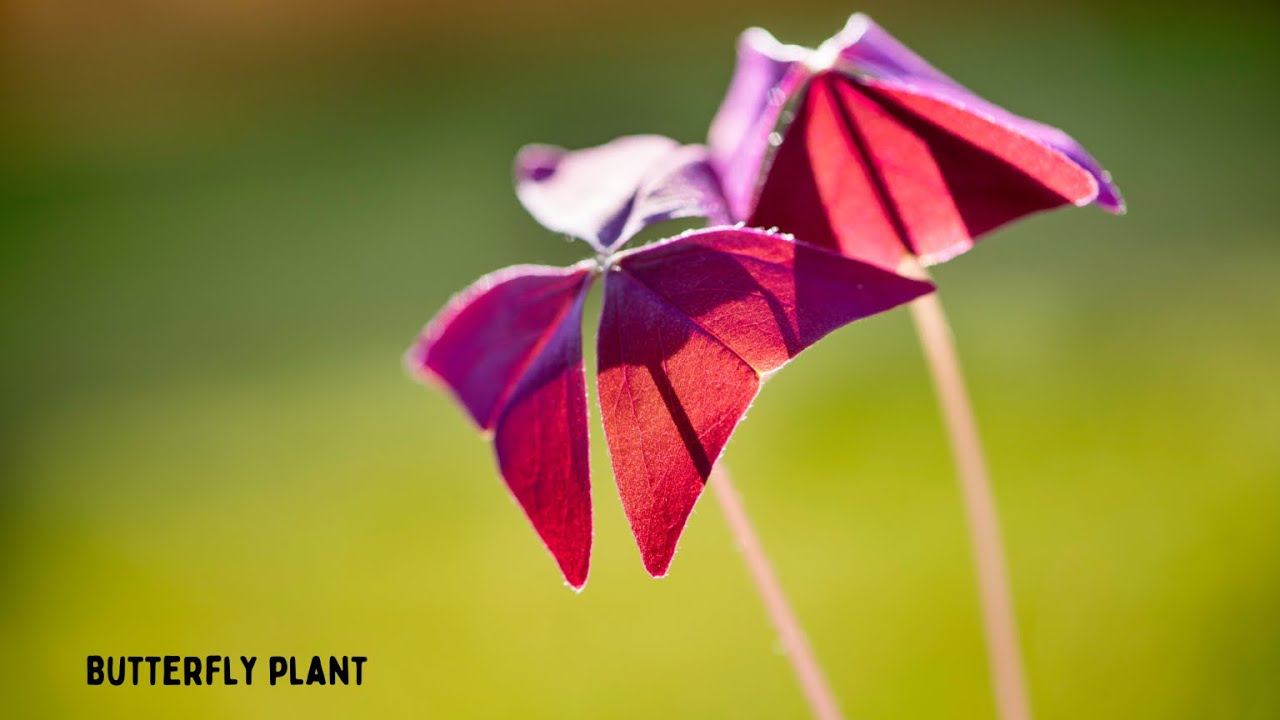 how to grow and care butterfly plant to your house - YouTube