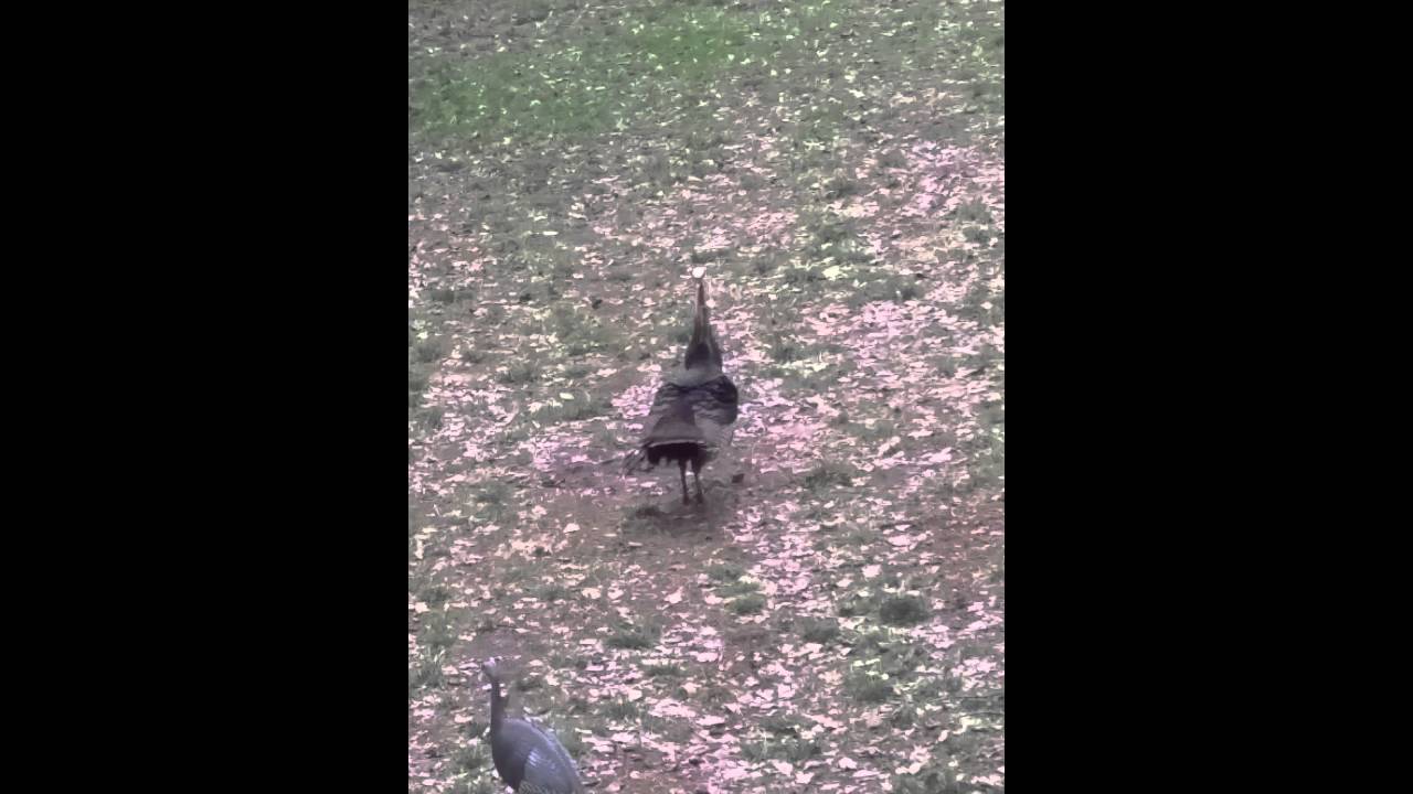 Hens Attack Funky Chicken Decoy in Northern Mi!! - YouTube