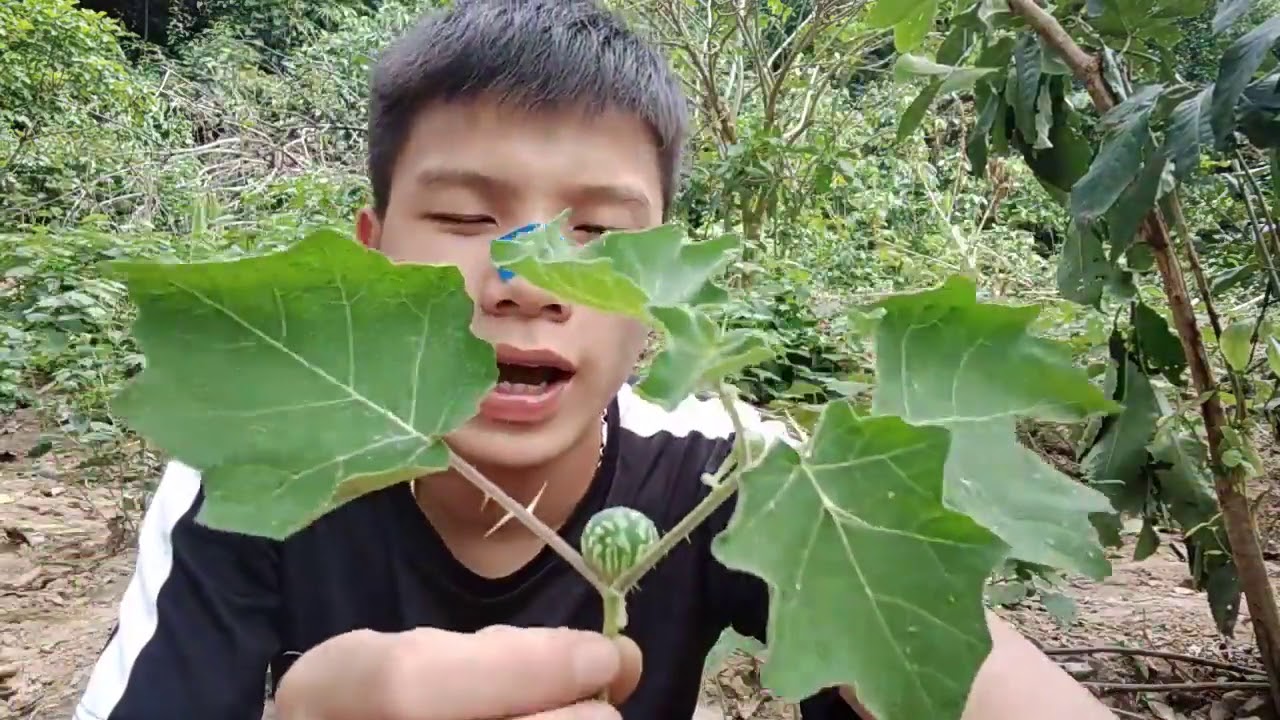 Nguyen Thai Vlogs gioi thieu voi cac ban ve mot loai qua trong rung ...