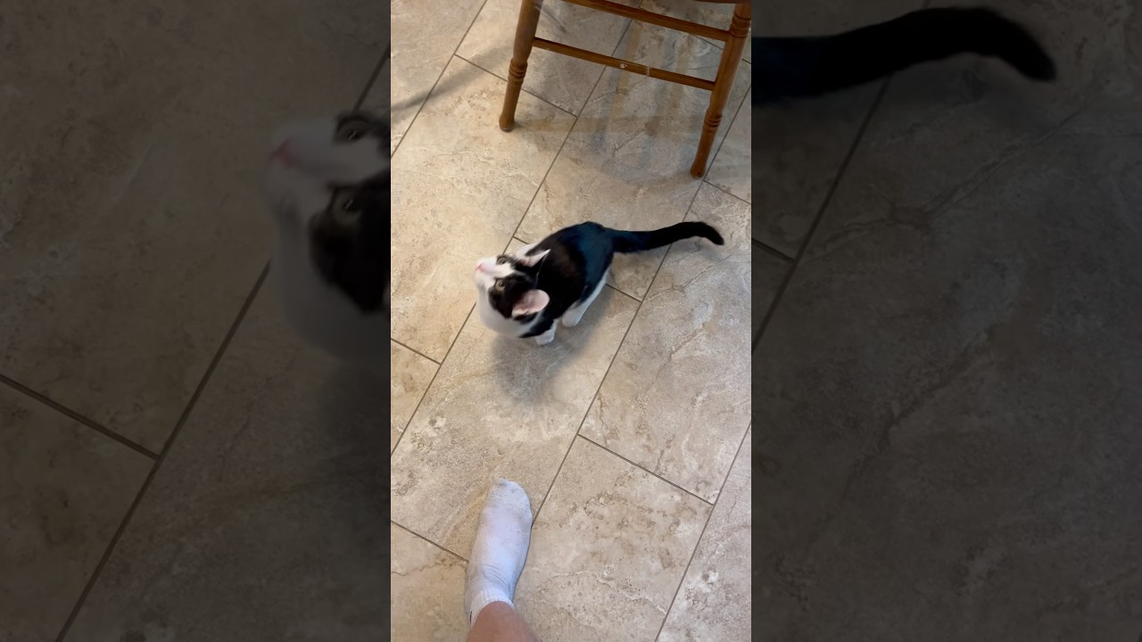 Dizzy Kitten #cute #kitten #animals - YouTube