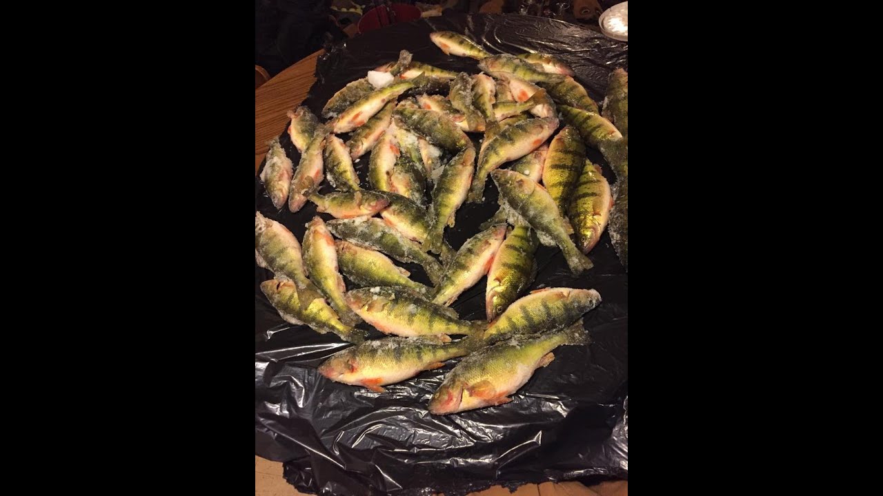 North Dakota Perch Fishing Bonanza - YouTube