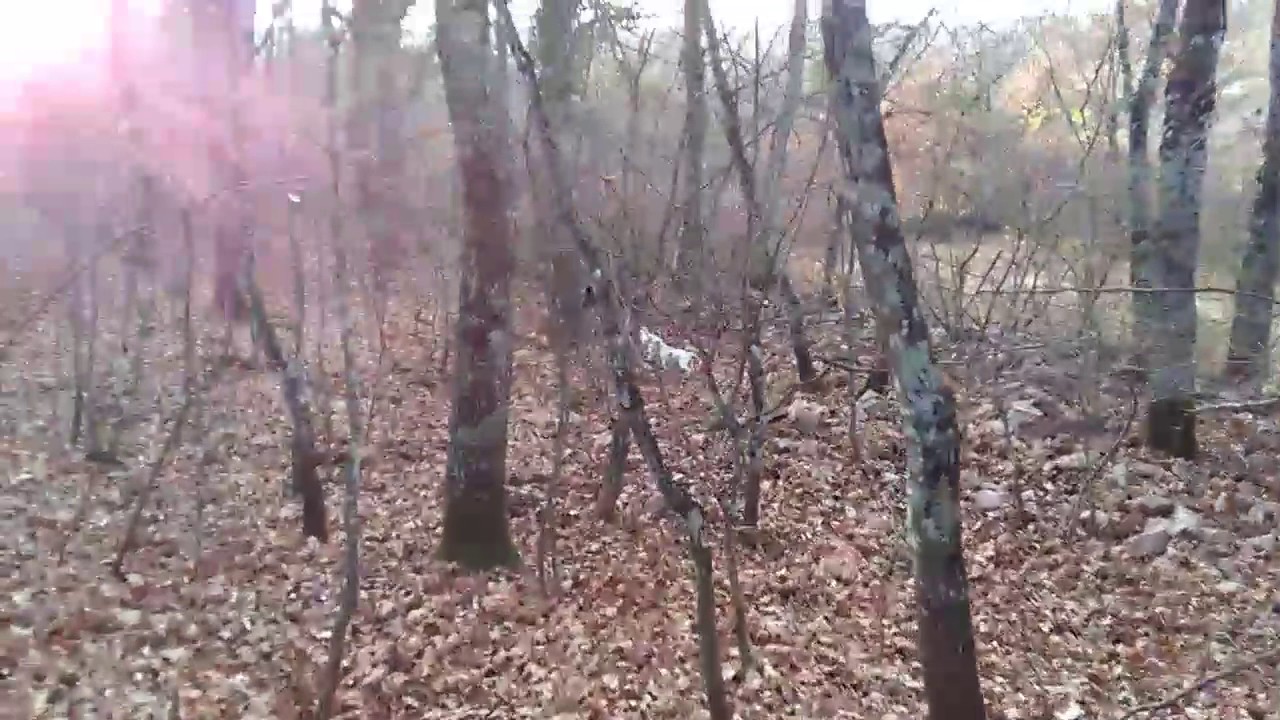 Istarski gonic lov na vepra (obuka) - YouTube