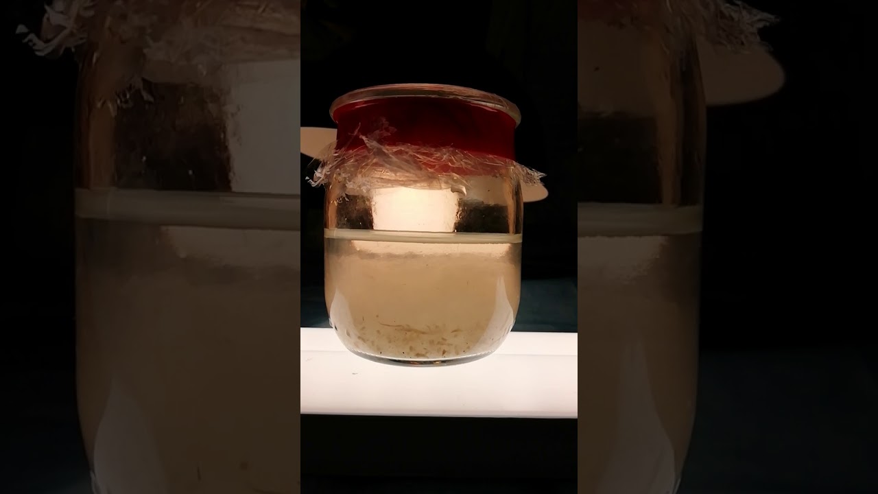 Mycélium culture liquide "2" - YouTube