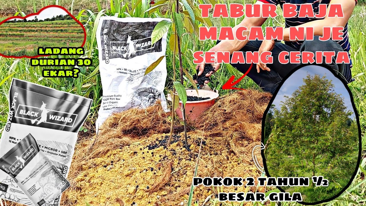 cara MENABUR BAJA yang MUDAH dan BERKESAN / Black Wizard - FastGrow ...