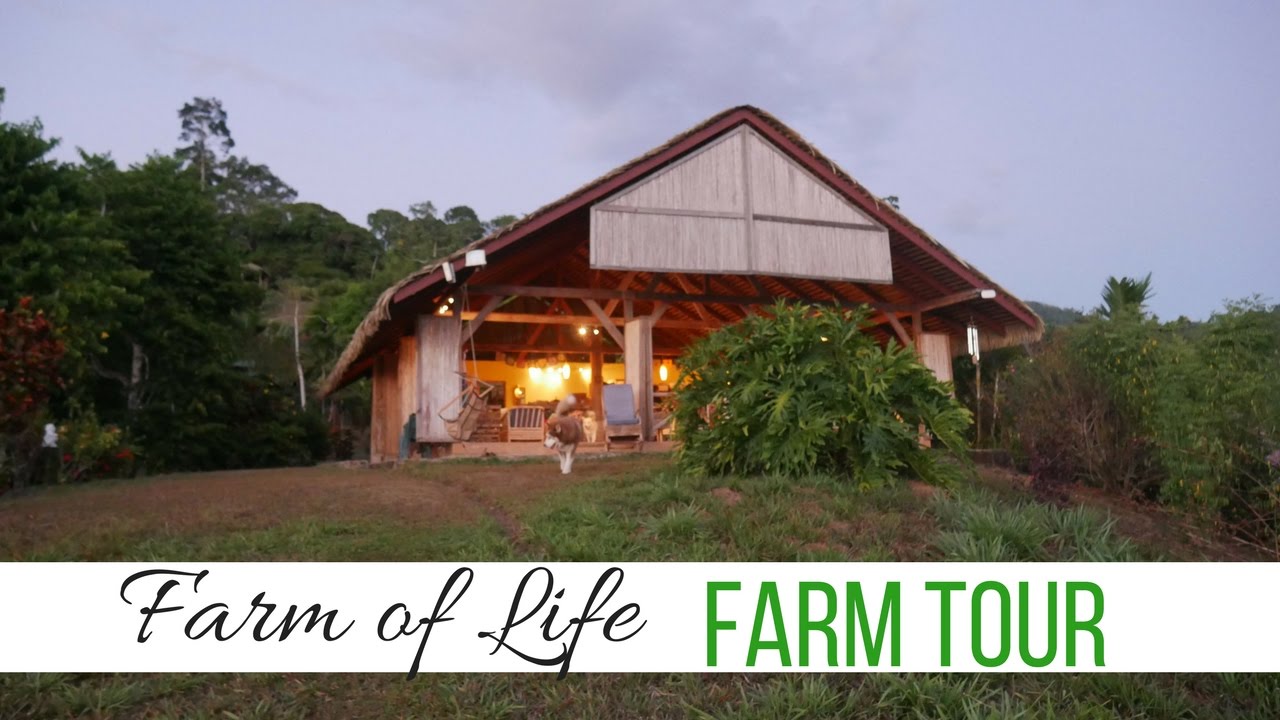 FARM TOUR of 🍌🌿 Finca de Vida 🌿🍌 - YouTube