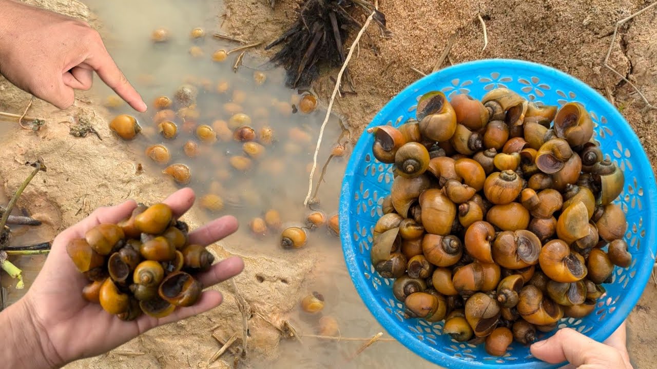 Wow, There are a lot of snails here 🐌. snails, animals - YouTube