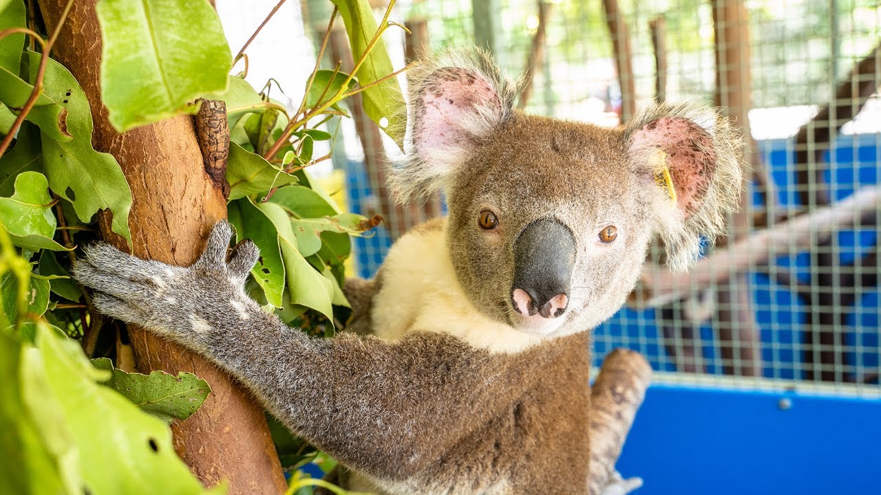 There and Back Again - Cosmo the Koala's Tale - YouTube