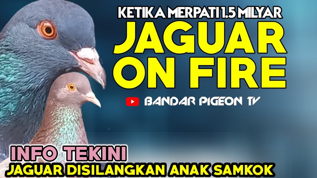JAGUAR ON FIRE//MERPATI KOLONG//HOKY MERPATI CHANNEL//MERPATI KOLONG ...