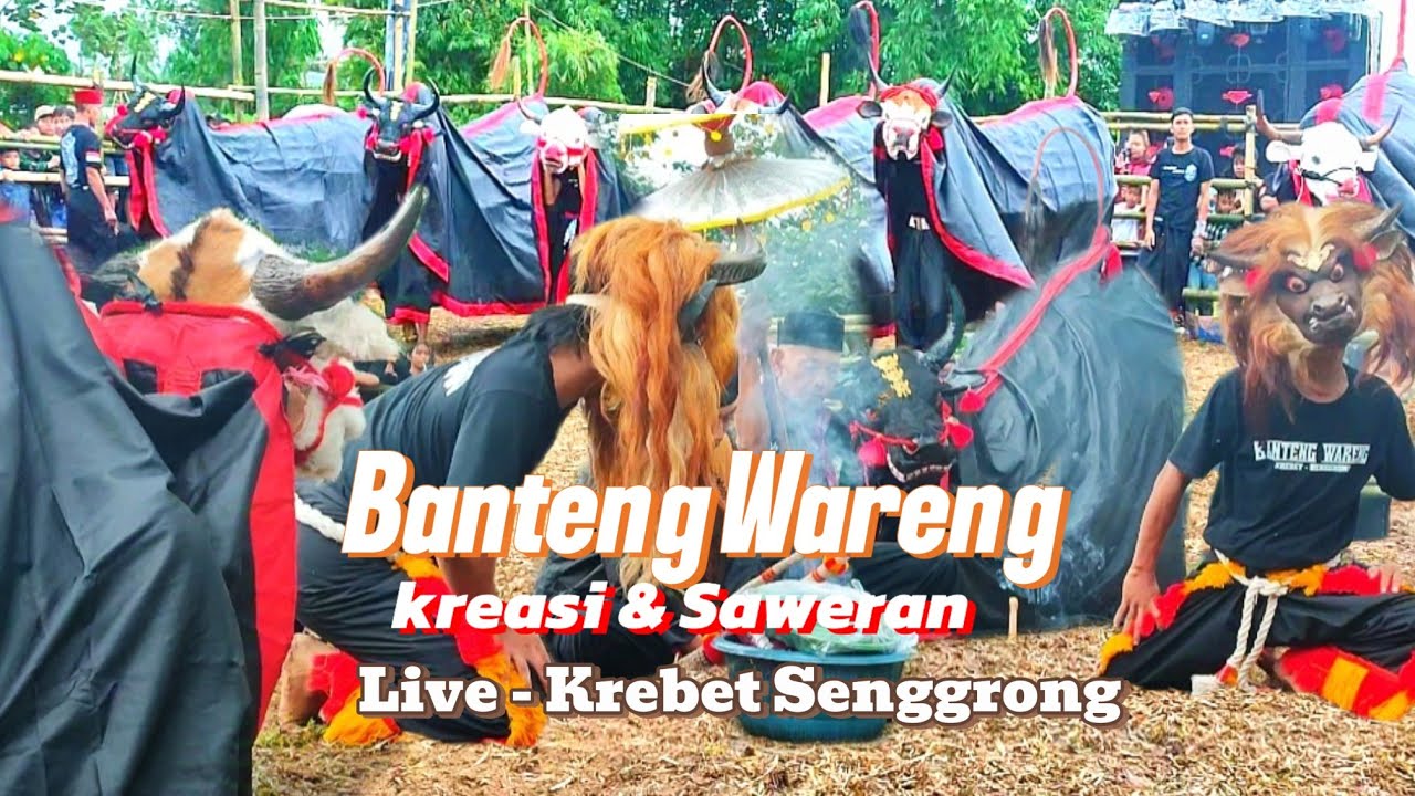 BANTENGAN KREASI DAN SAWERAN || BANTENG WARENG || LIVE KREBET SENGGRONG ...
