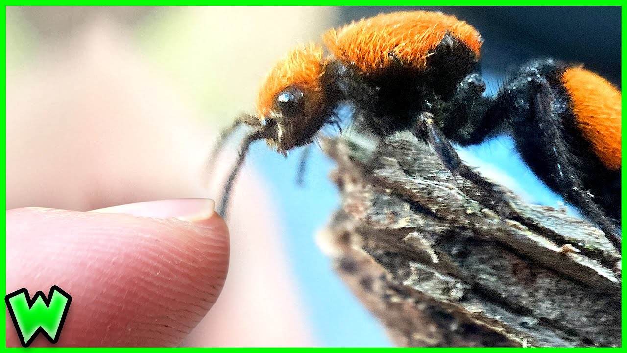 What Happens if You TOUCH a Velvet Ant? (ft. @TheWildlifeBrothers ...