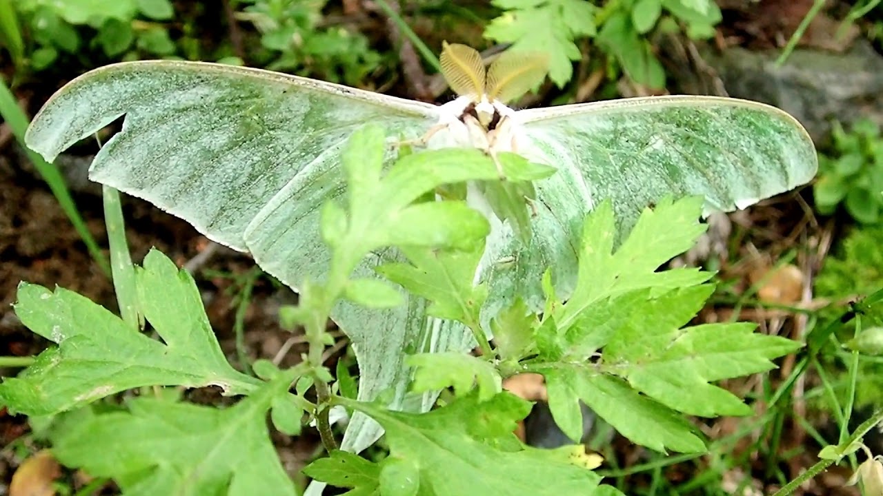 Moth Actias aliena 蛾 オオミズアオ - YouTube