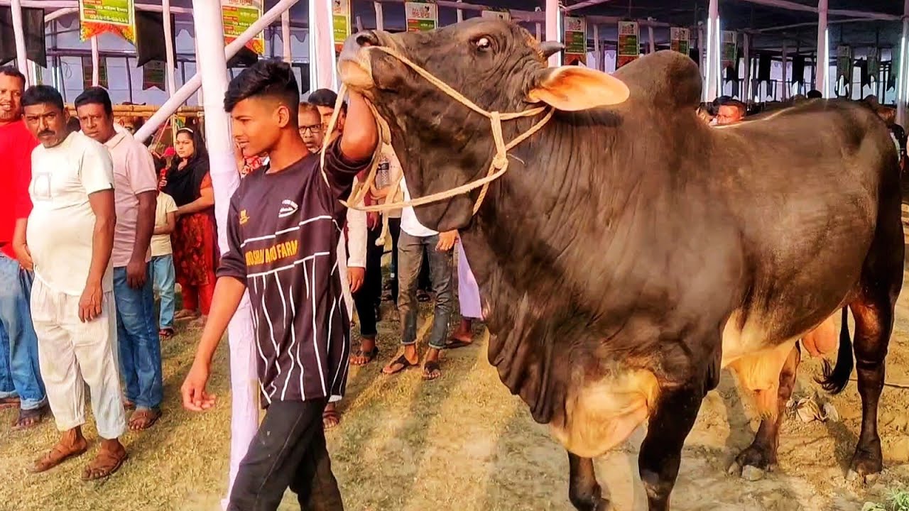 Tri Jela Gorur Melar Boro Boro Gorur Showdown • Eid UL Adha 2024 ...