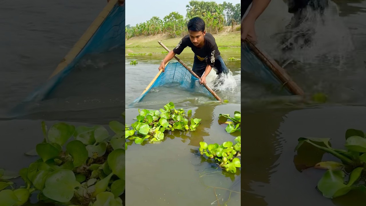 Village fishing by net #netfishing #ruralfishing #shorts - YouTube