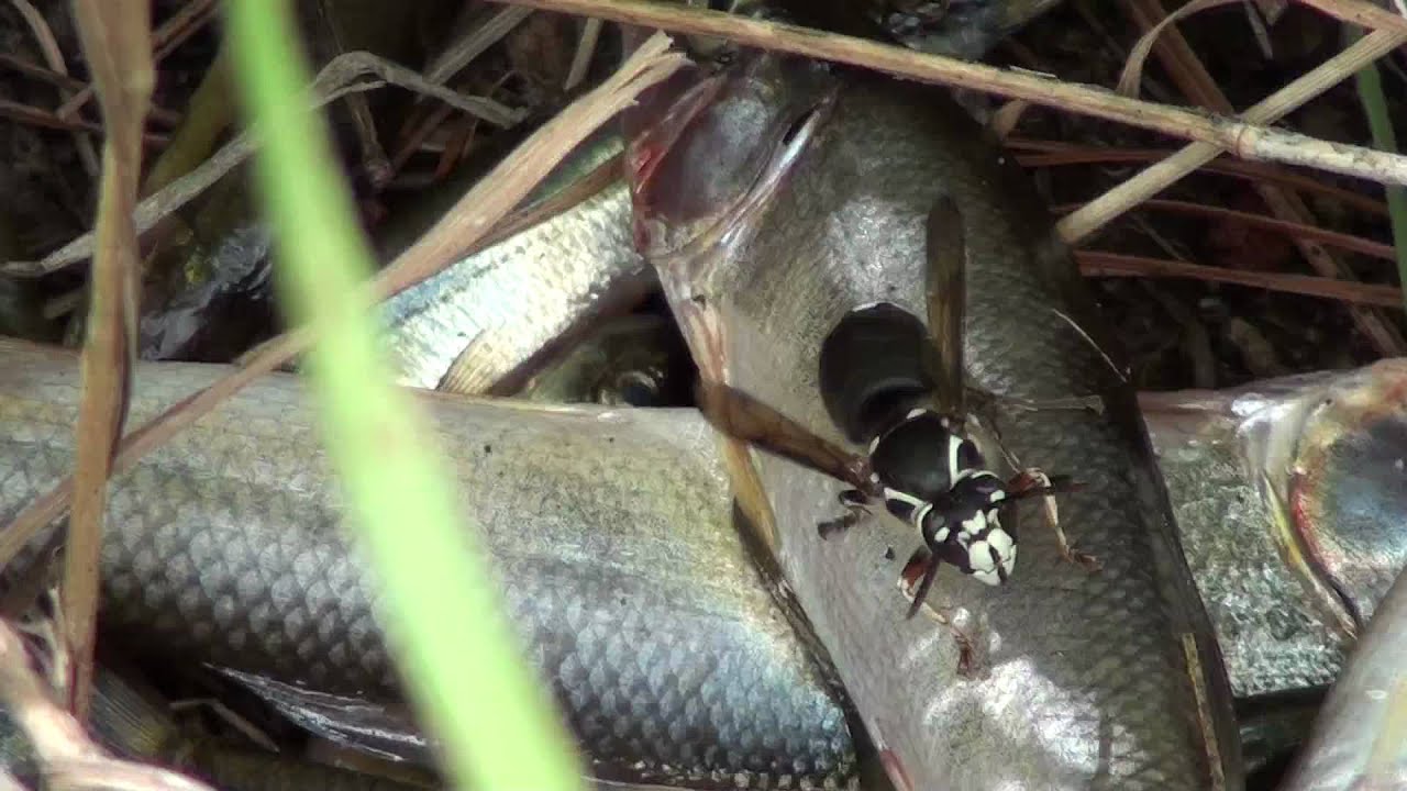 Bald-faced Hornet (Vespidae: Dolichovespula maculata) Female on Fish ...