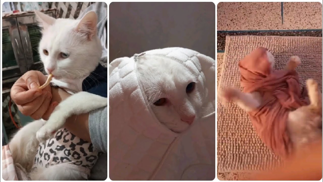 minou is the most adorable cat for me 🥺 ️ - YouTube