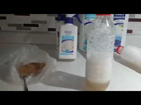 SABUN CEVİZİ AĞACI RİTHA