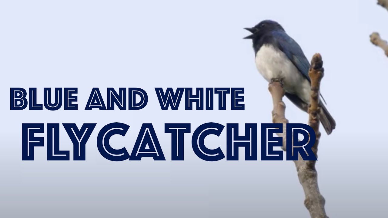 [4K] Blue-and-white flycatcher song オオルリのさえずり | Picchio Wildlife ...