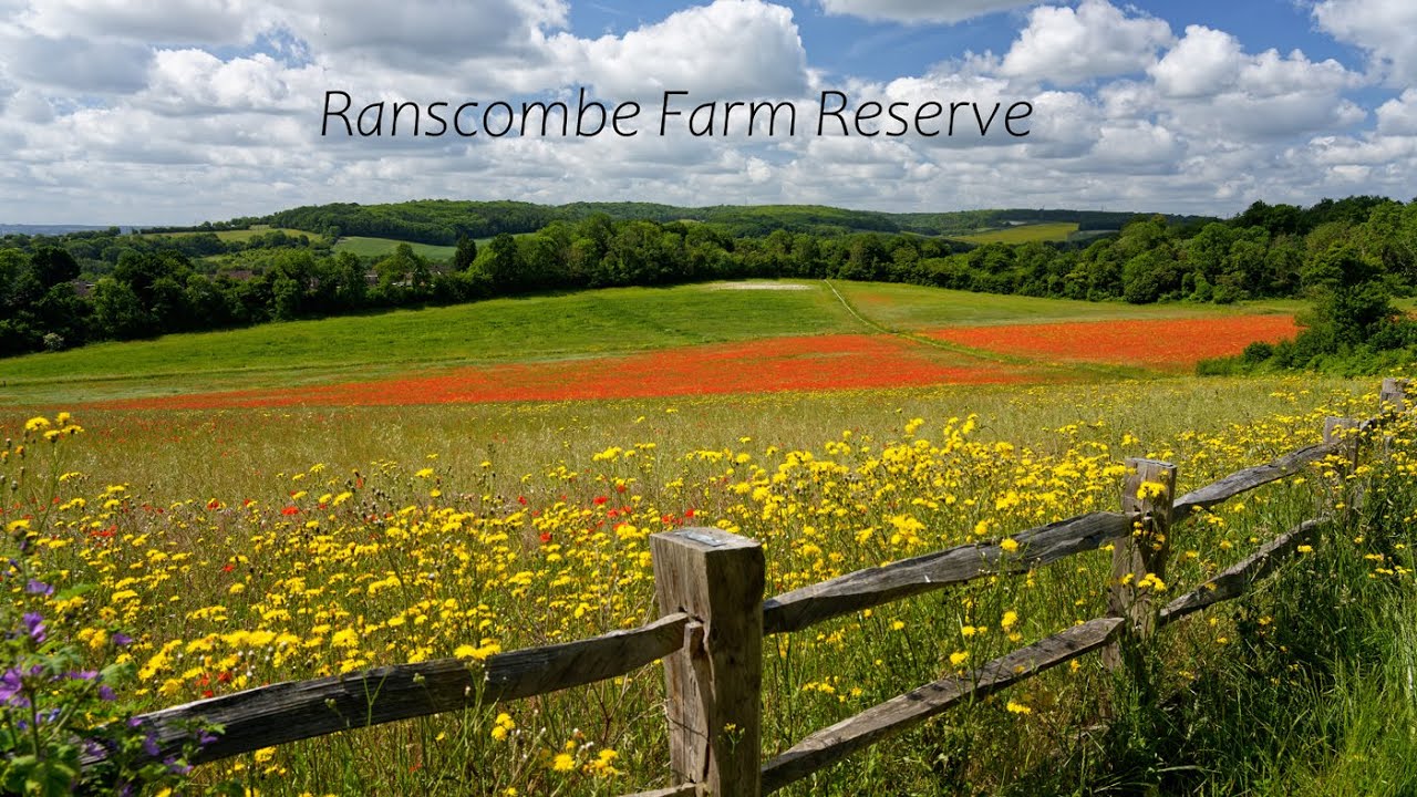 Ranscombe Farm Poppies - YouTube