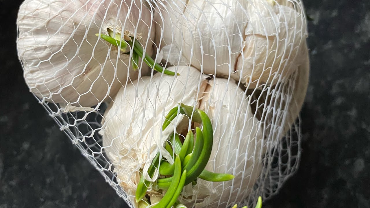 Planting garlic that’s started to sprout 🌱 @Gardenguru604 - YouTube