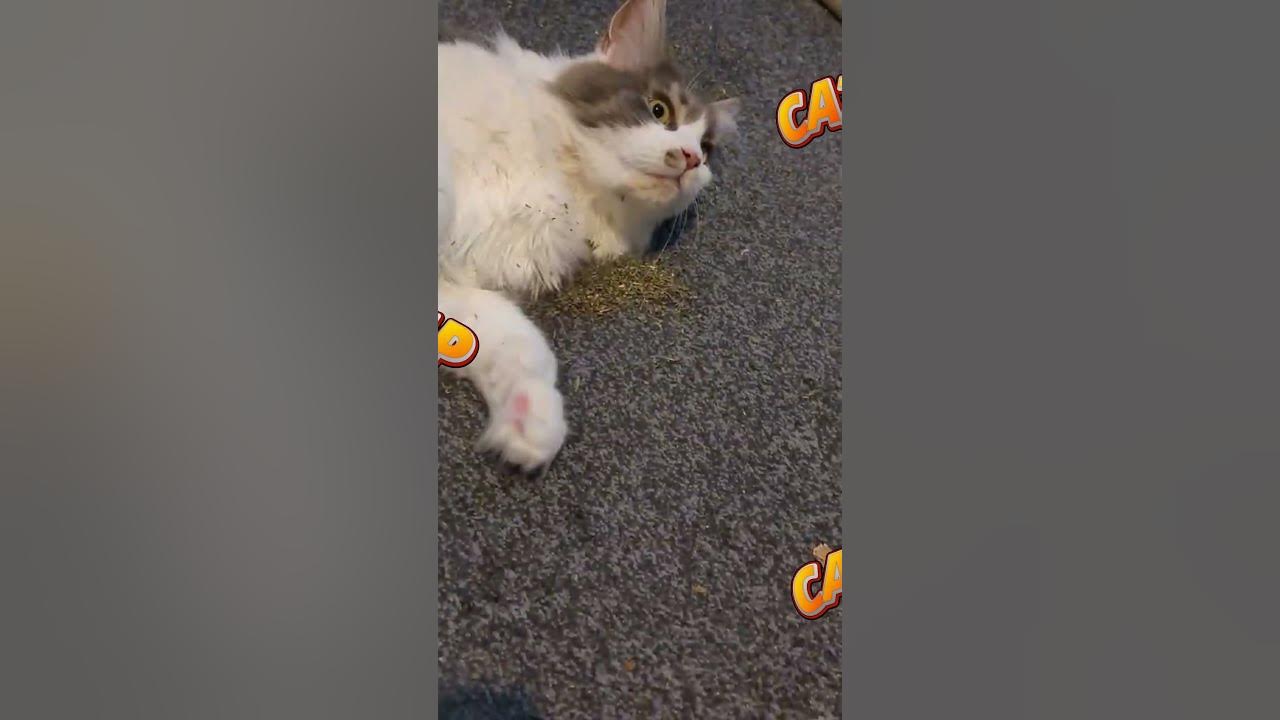 Maine Coon loving his catnip catnip catnip / #Maine Coon #cutecat #funnycats #catnip #subscribe ...
