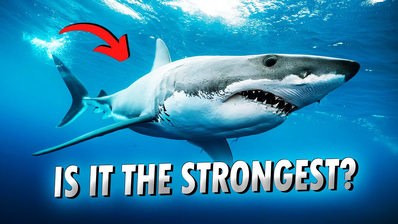 Top 10 Greatest Predators in the World - YouTube
